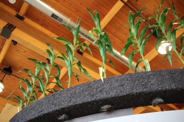 This Corn Isn't Real: Visualizing a Crop's Lifecycle with Artificial ...