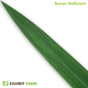 Corn Nutrient Deficiency Plant - Exhibit Farm: The Leader in ...