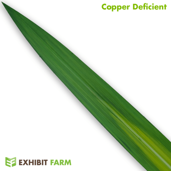 Corn Nutrient Deficiency Plant - Exhibit Farm: The Leader in ...
