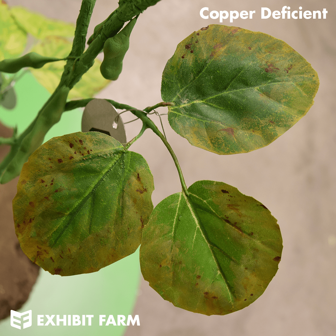 Soybean Nutrient Deficiency Plant - Exhibit Farm: The Leader in ...