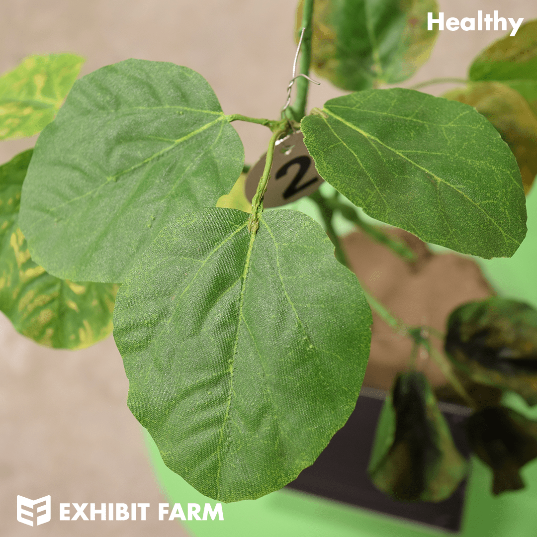 Soybean Nutrient Deficiency Plant - Exhibit Farm: The Leader in ...