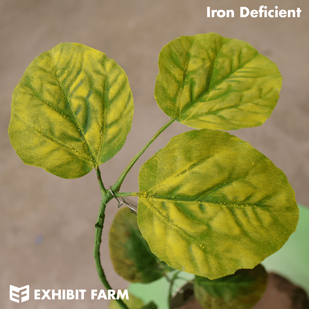 Soybean Nutrient Deficiency Plant - Exhibit Farm: The Leader in ...