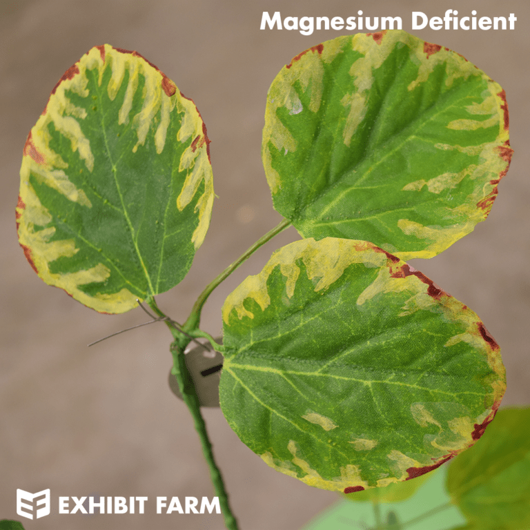 Soybean Nutrient Deficiency Plant - Exhibit Farm: The Leader in ...
