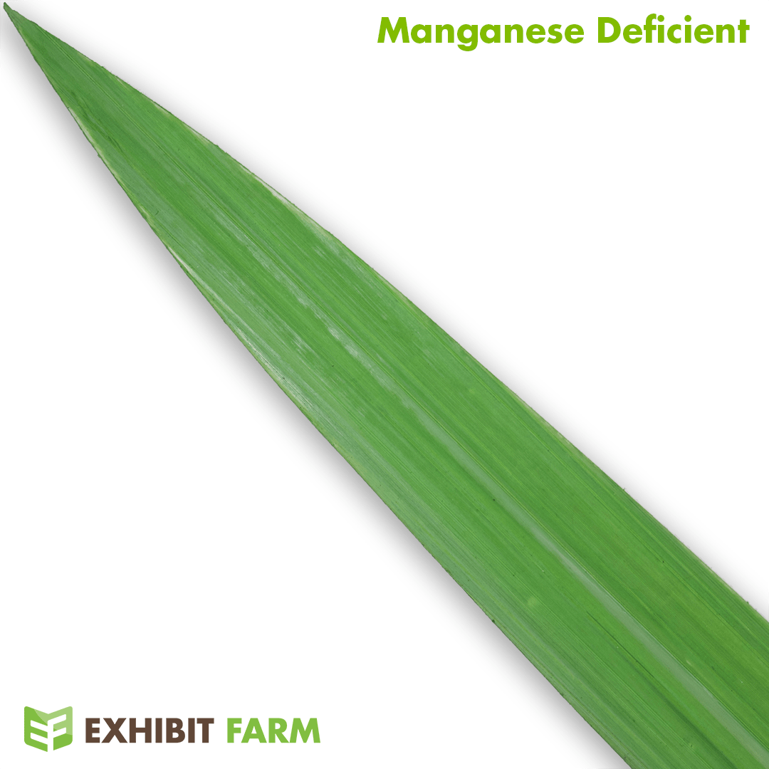 Corn Nutrient Deficiency Plant - Exhibit Farm: The Leader in ...