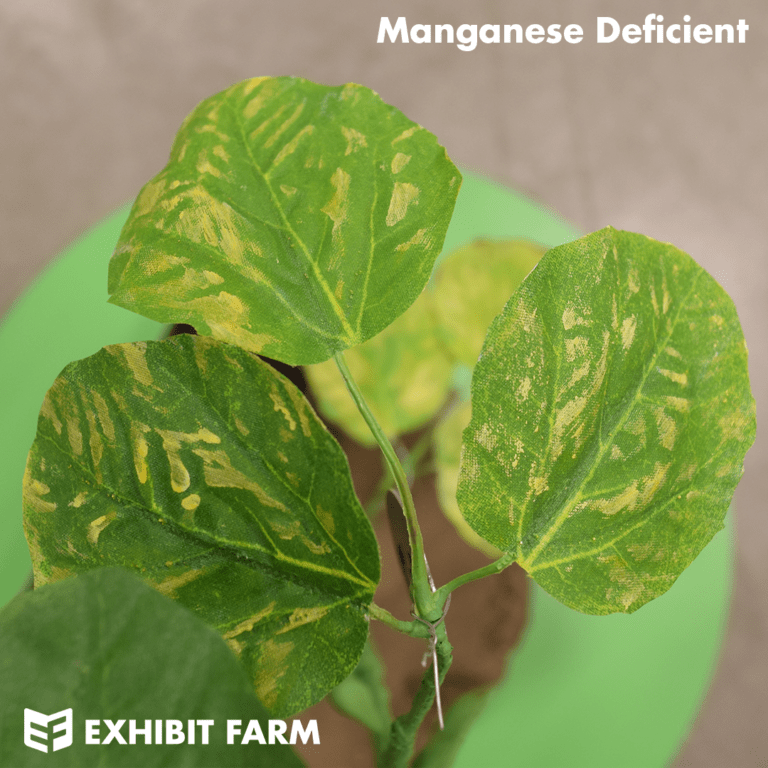 Soybean Nutrient Deficiency Plant - Exhibit Farm: The Leader in ...