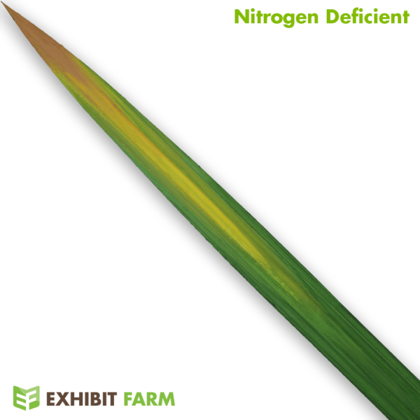 Corn Nutrient Deficiency Plant - Exhibit Farm: The Leader in ...