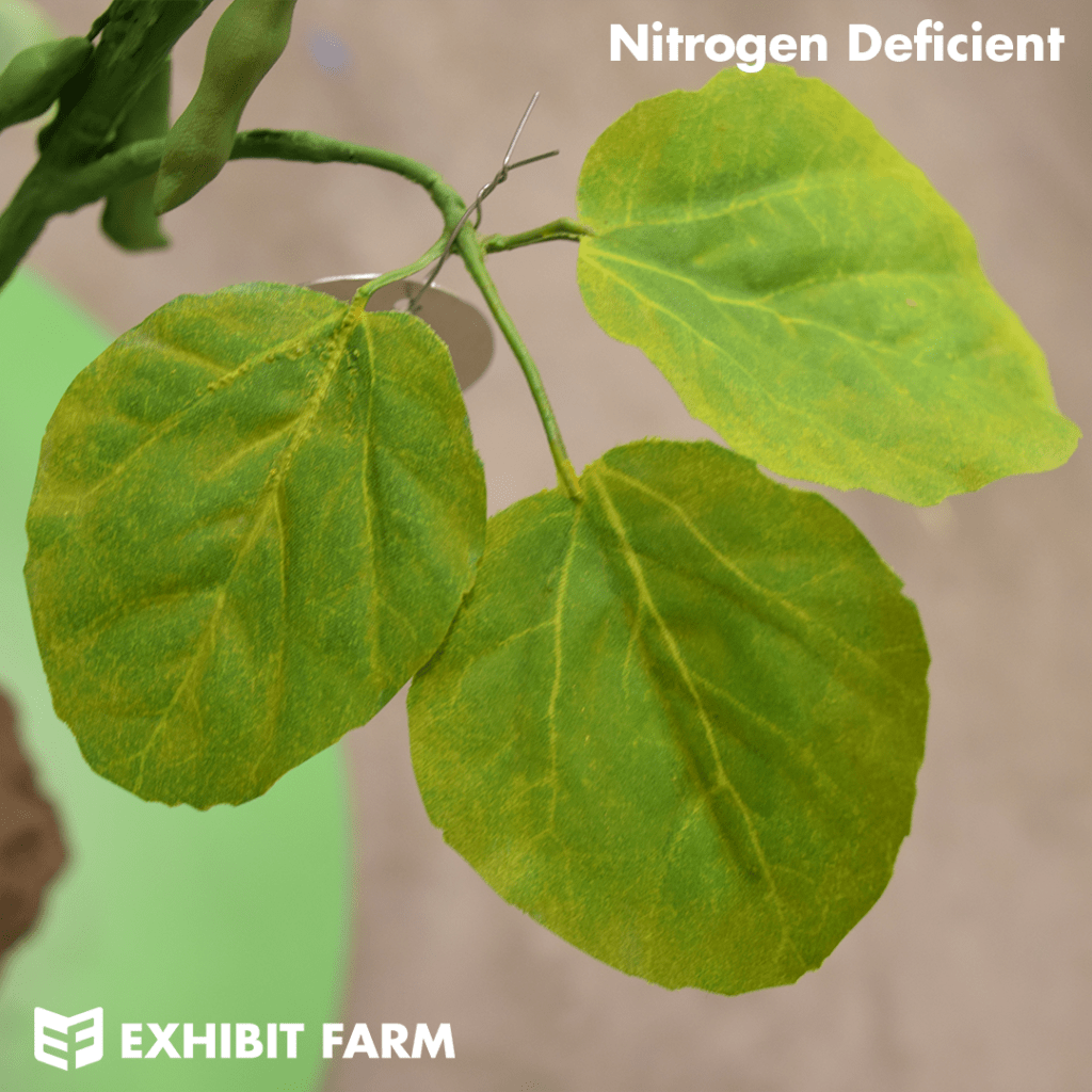 Soybean Nutrient Deficiency Plant - Exhibit Farm: The Leader in ...