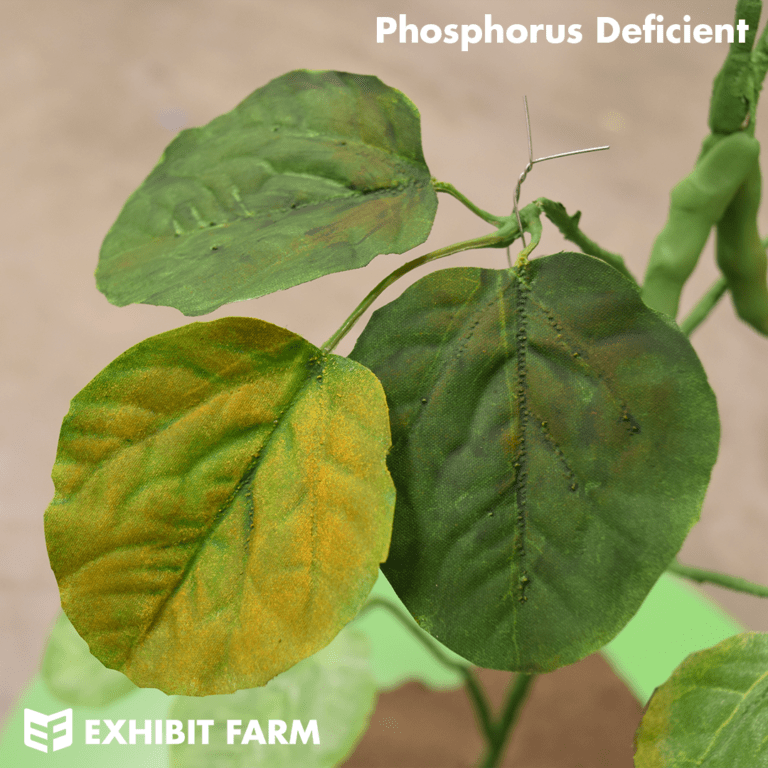 Soybean Nutrient Deficiency Plant - Exhibit Farm: The Leader in ...