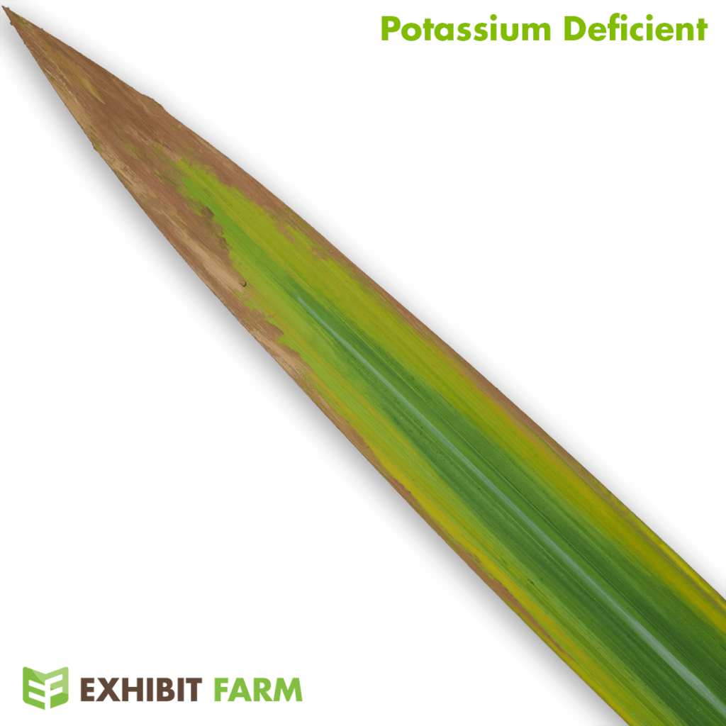 Corn Nutrient Deficiency Plant - Exhibit Farm: The Leader in ...