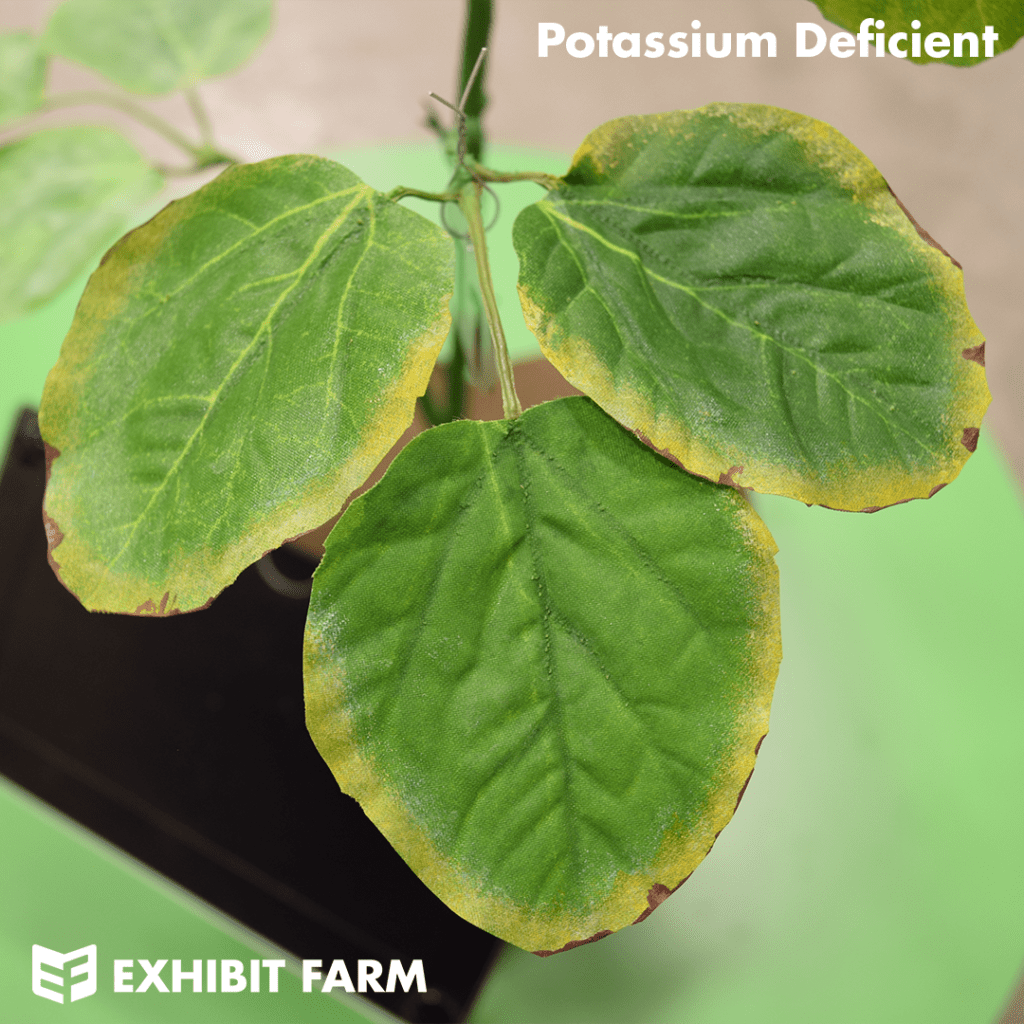 Soybean Nutrient Deficiency Plant - Exhibit Farm: The Leader in ...