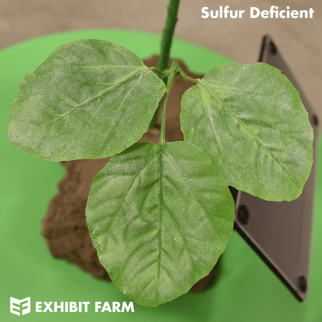 Soybean Nutrient Deficiency Plant - Exhibit Farm: The Leader in ...
