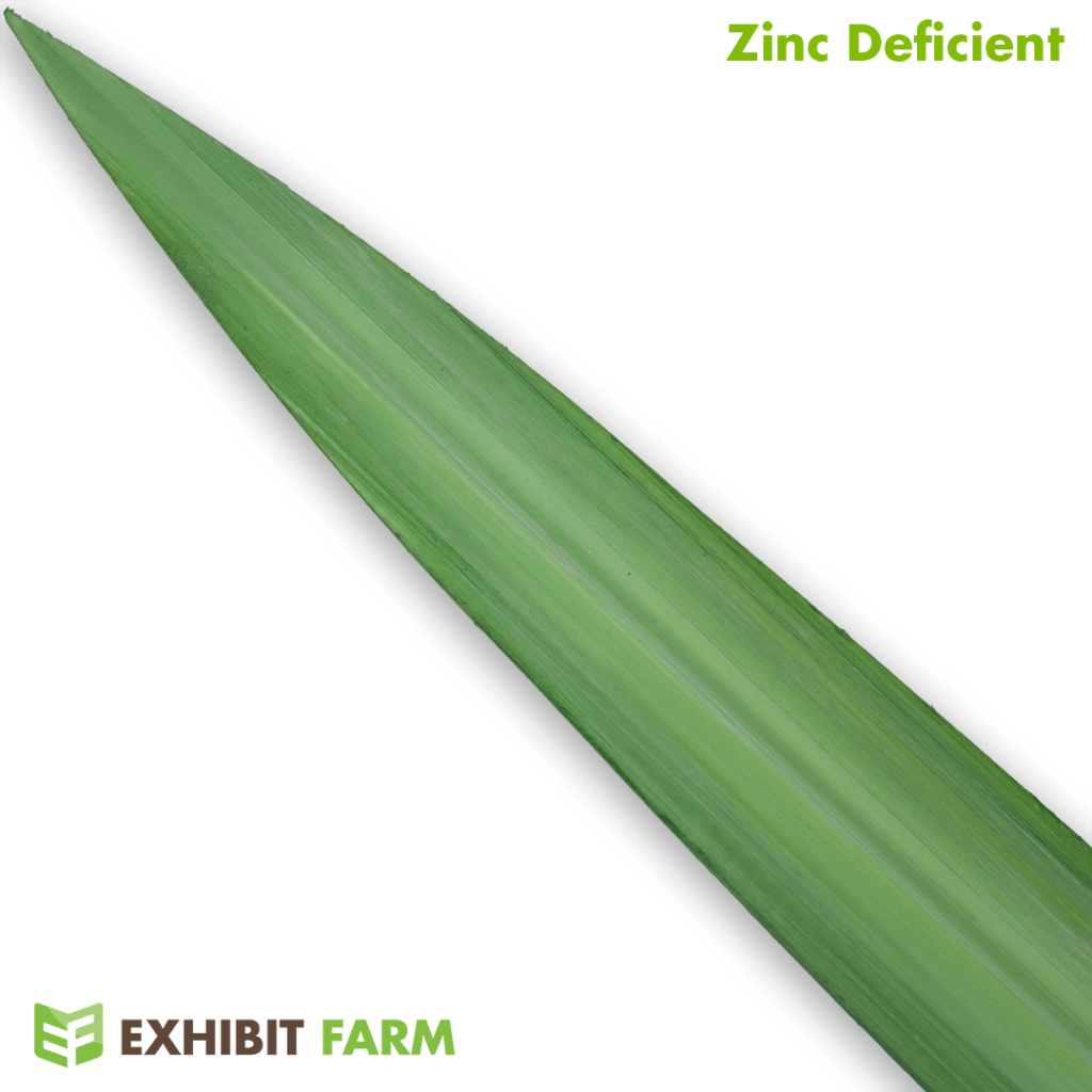 Corn Nutrient Deficiency Plant - Exhibit Farm: The Leader in ...