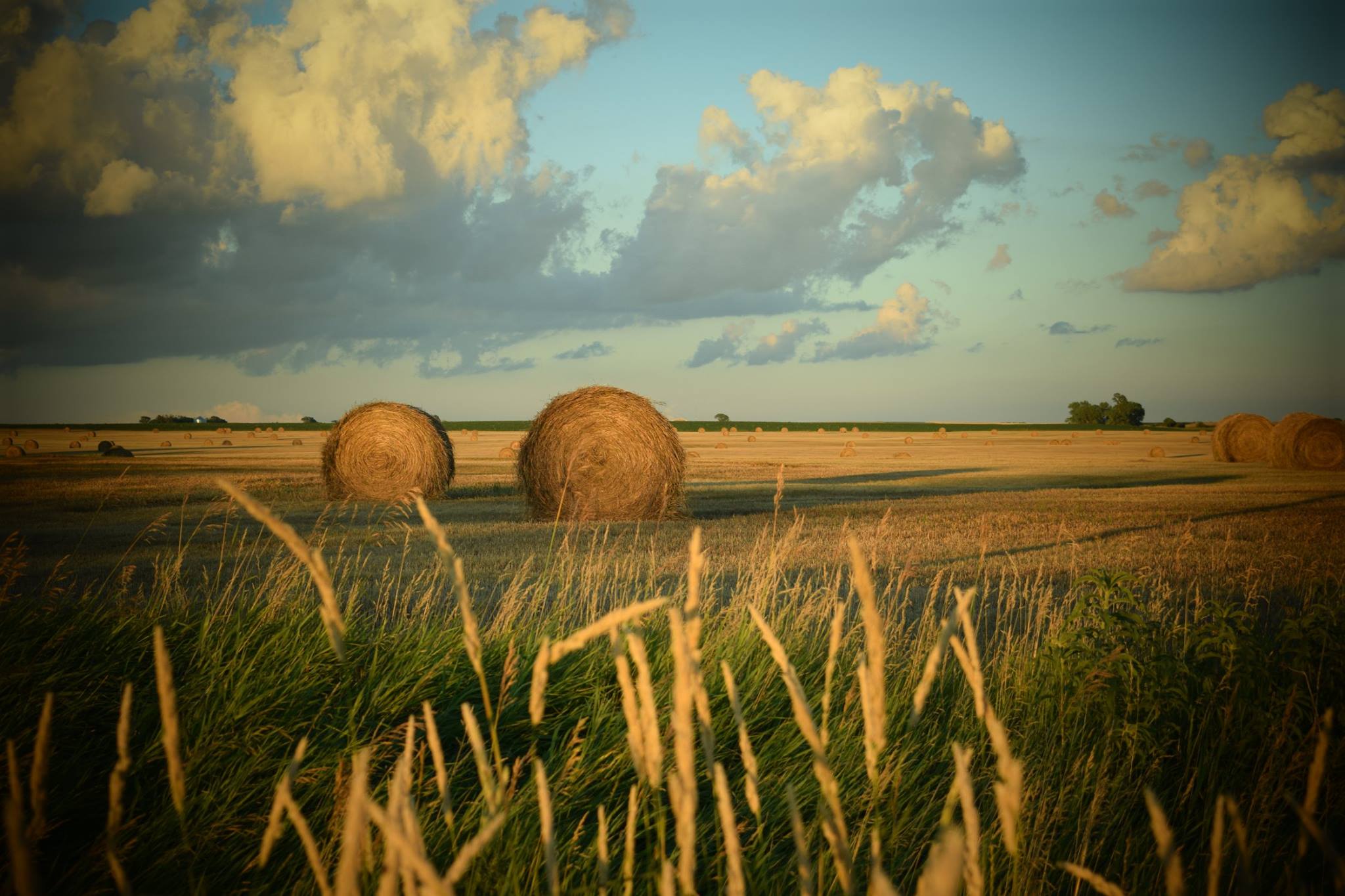 State Ag Spotlight: South Dakota Agriculture - Exhibit Farm: The Leader ...