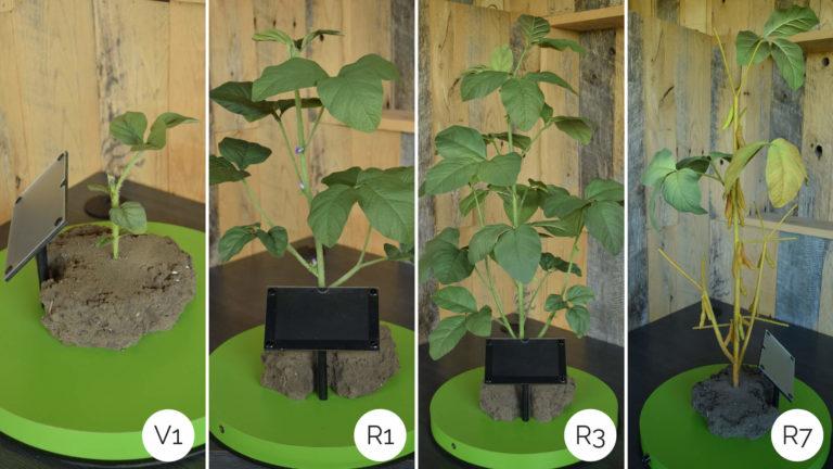 Snapshots of Crop Growth: Using Soybean Plant Models - Exhibit Farm ...