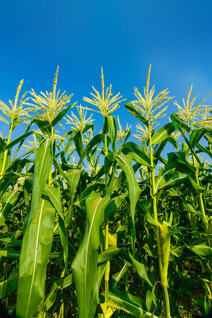 Synthetic vs. Organic Fertilizers: Answering Consumers’ Questions ...