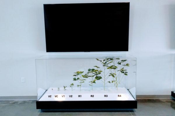 How Does Your [Soybean] Grow?: Soybean Growth Stage Display - Exhibit ...