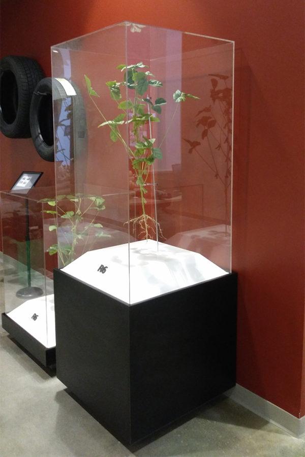 How Does Your [Soybean] Grow?: Soybean Growth Stage Display - Exhibit ...