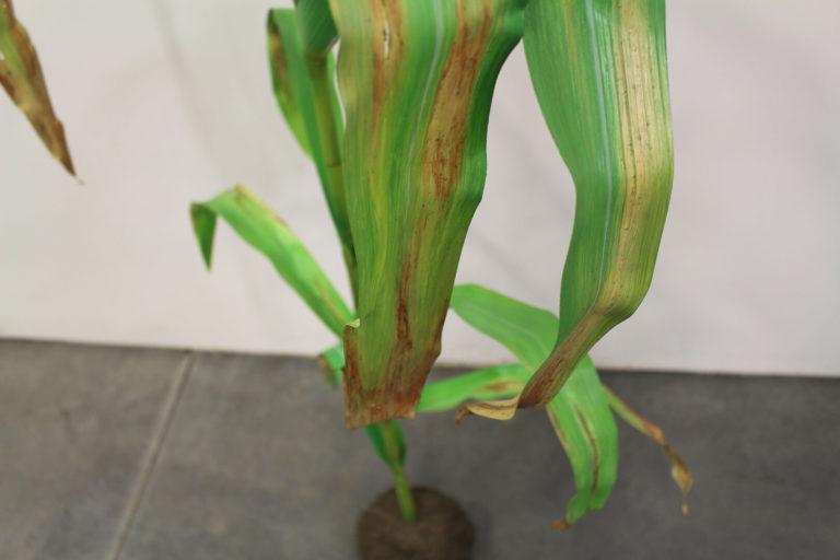 Watch Out for Wilt: A Lifelike Model of Goss' Wilt Disease - Exhibit ...