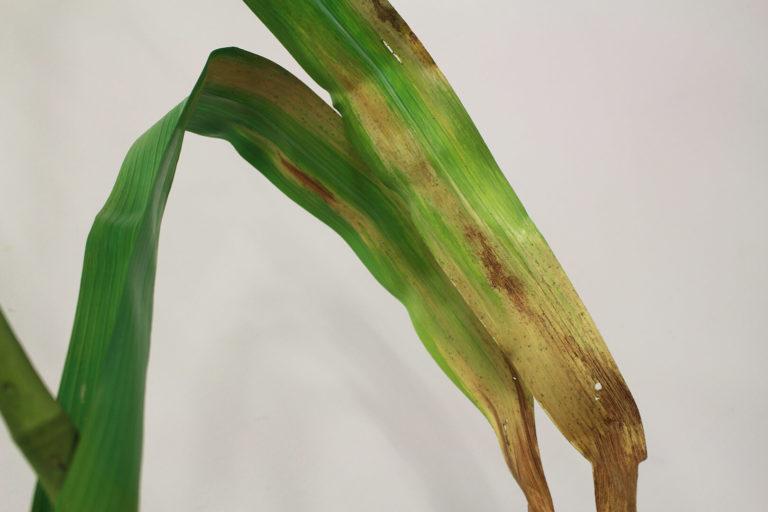 Watch Out for Wilt: A Lifelike Model of Goss' Wilt Disease - Exhibit ...