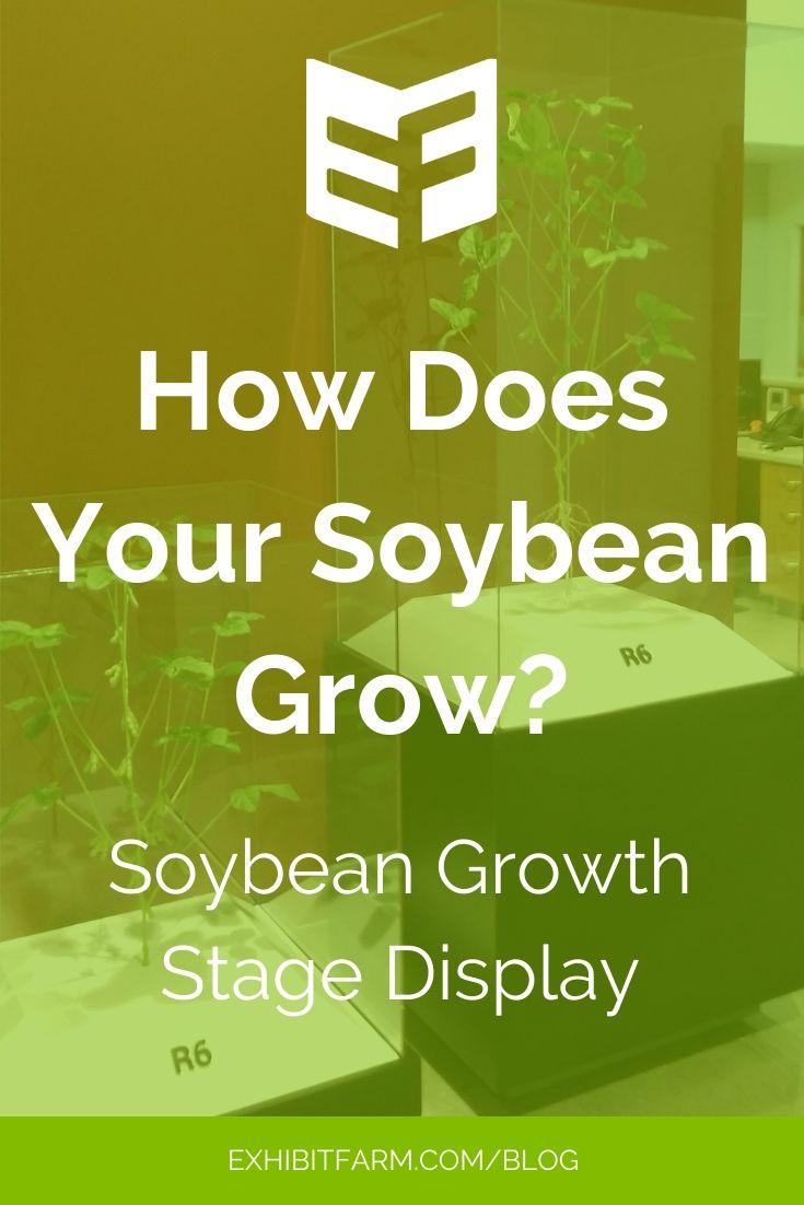 How Does Your [Soybean] Grow?: Soybean Growth Stage Display - Exhibit ...