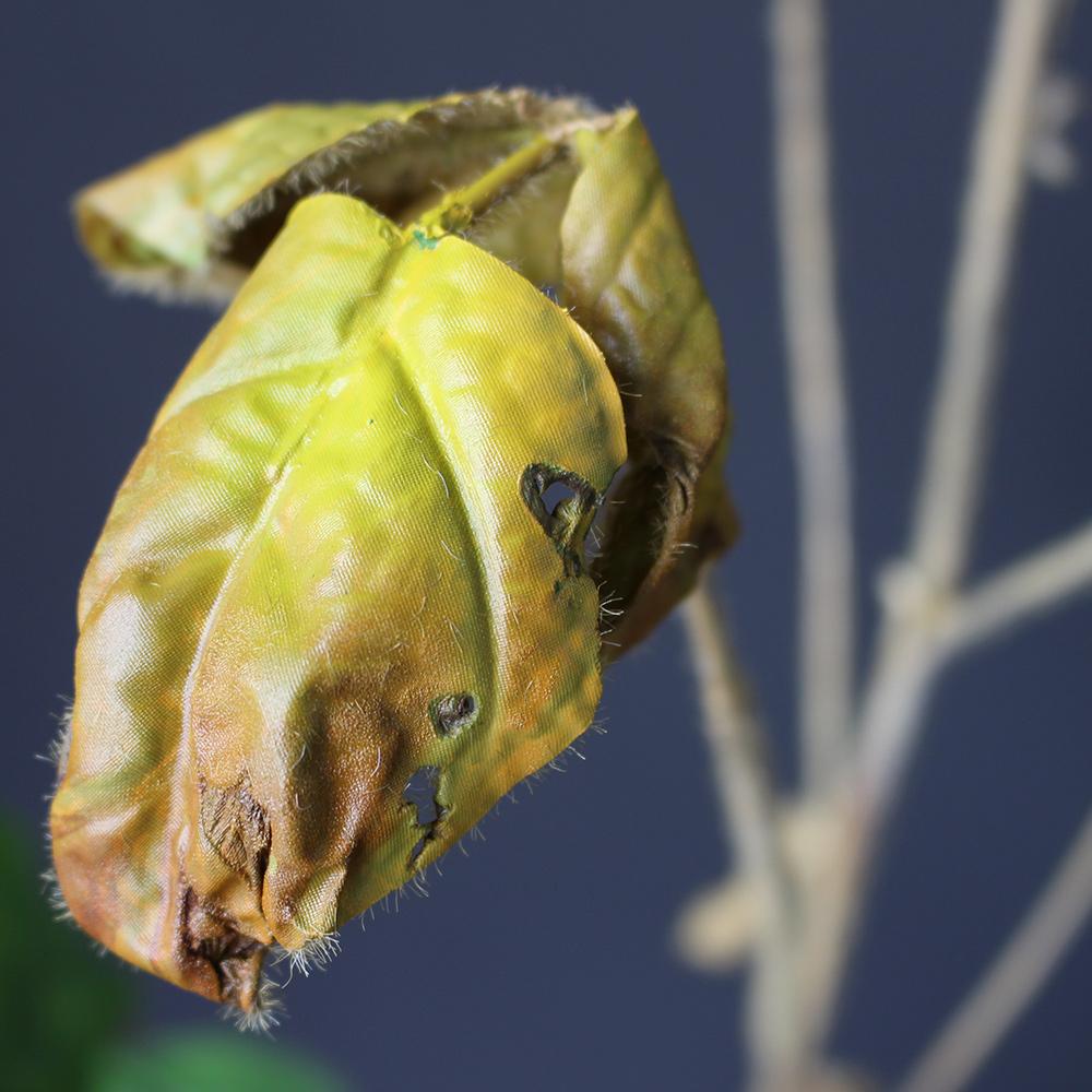 Soybean Pod Blight