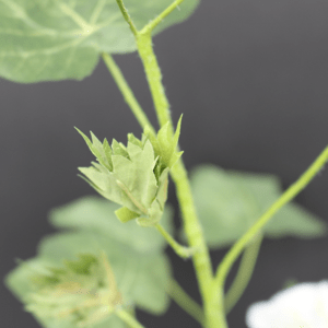 Weaving Together Some Facts: Educational Displays about Cotton ...