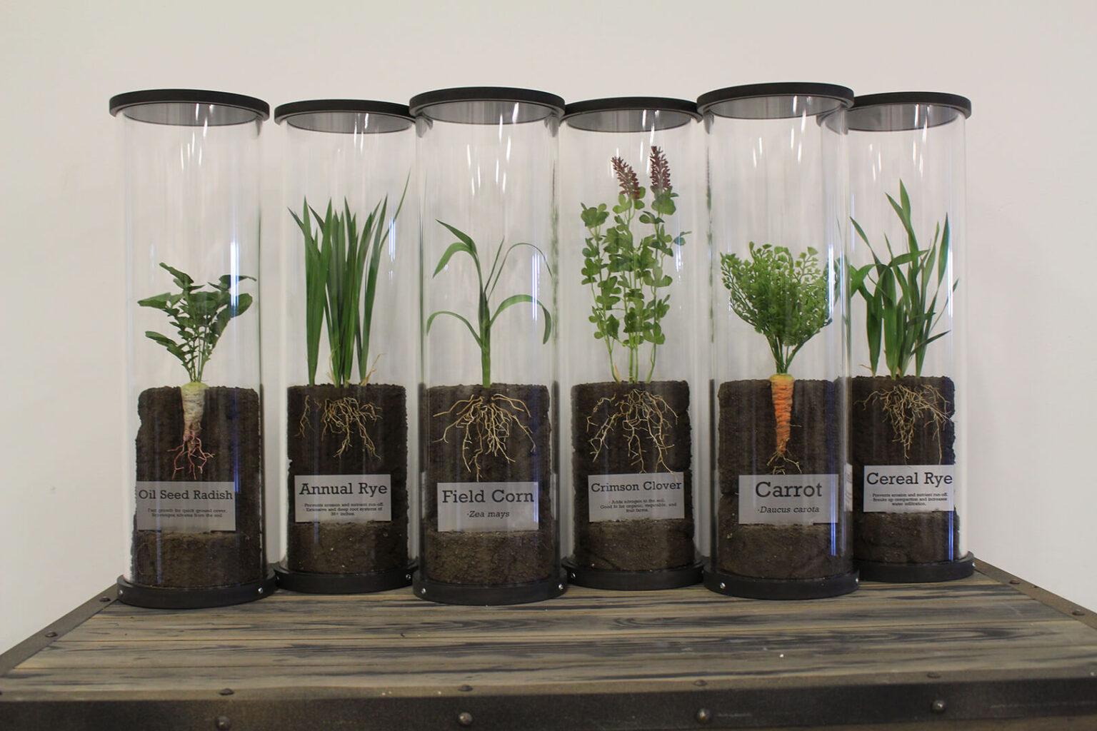 Rooted in Reality: Realistic Cover Crop Replicas - Exhibit Farm: The ...