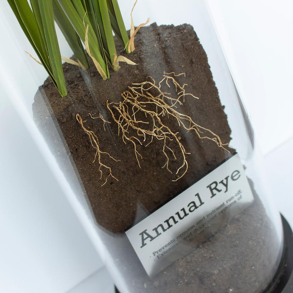 Artificial Annual Rye - Exhibit Farm: The Leader in Agricultural ...
