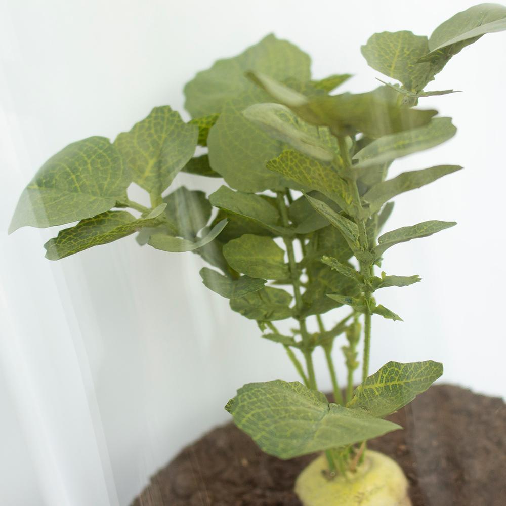 Artificial Oilseed Radish - Exhibit Farm: The Leader in Agricultural ...