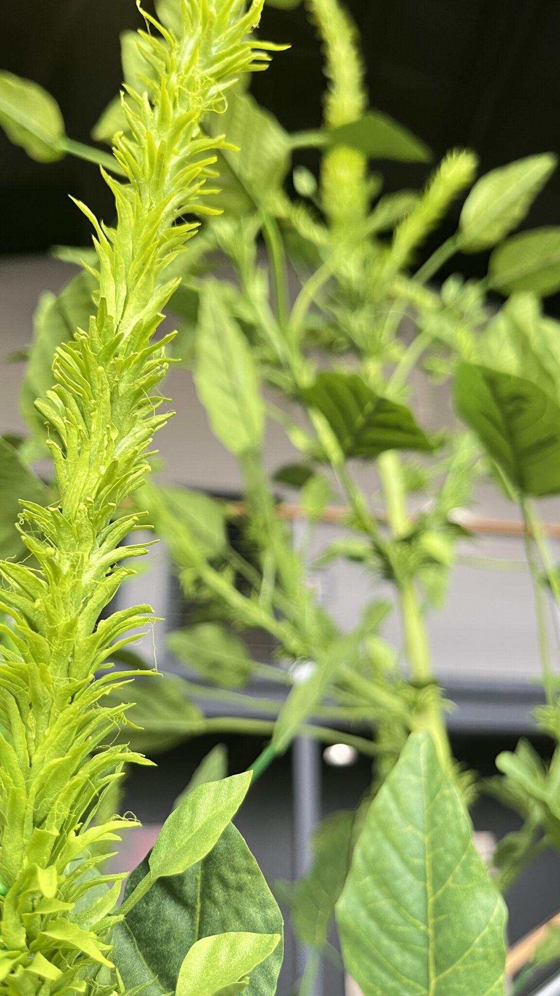 Palmer Amaranth : The Weed That’s Invading Our Crops - Exhibit Farm ...