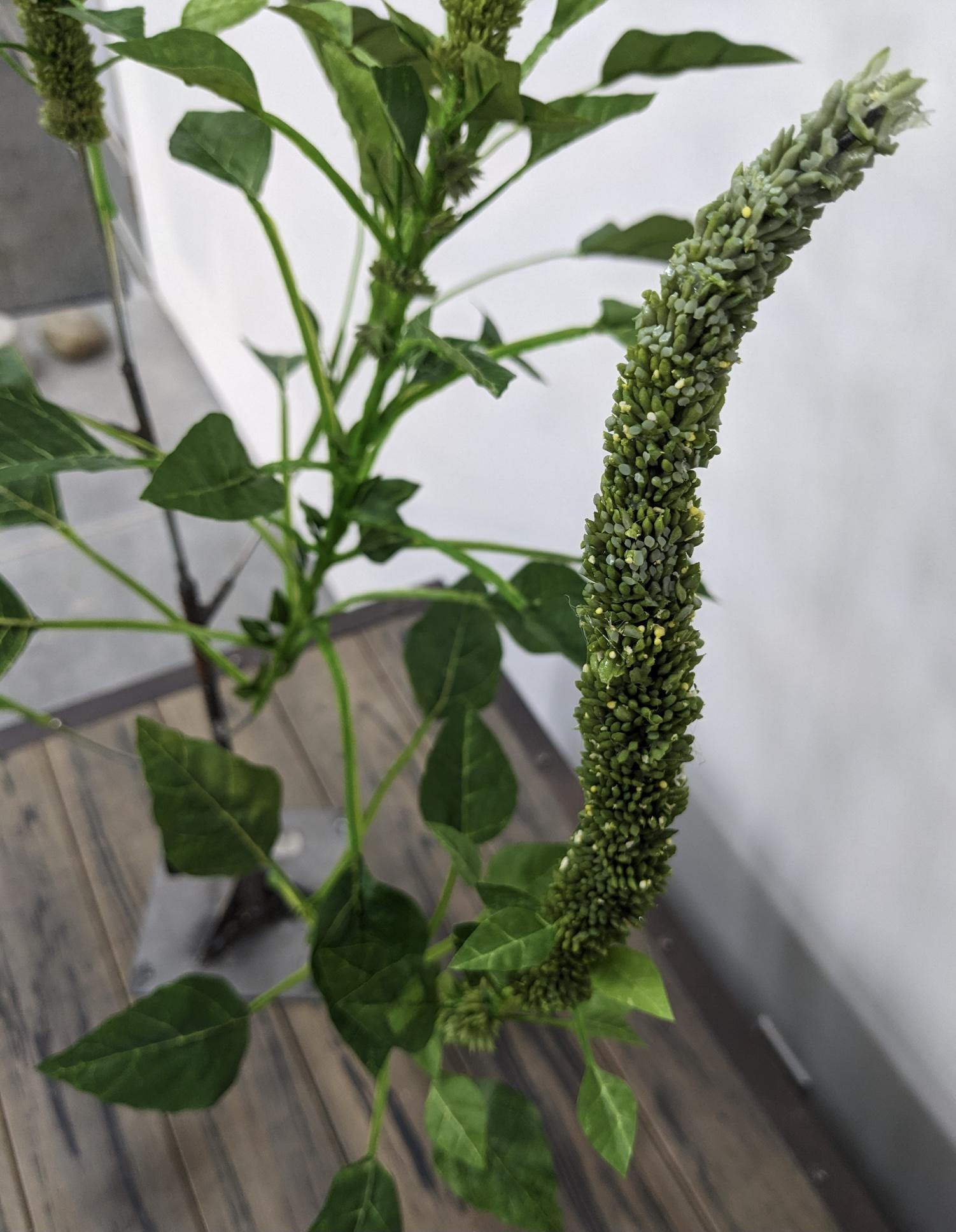 Palmer Amaranth : The Weed That’s Invading Our Crops - Exhibit Farm ...