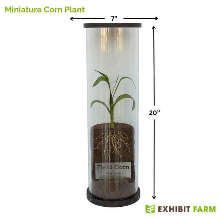 Behind the Scenes: The Making of Artificial Corn Plants - Exhibit Farm ...