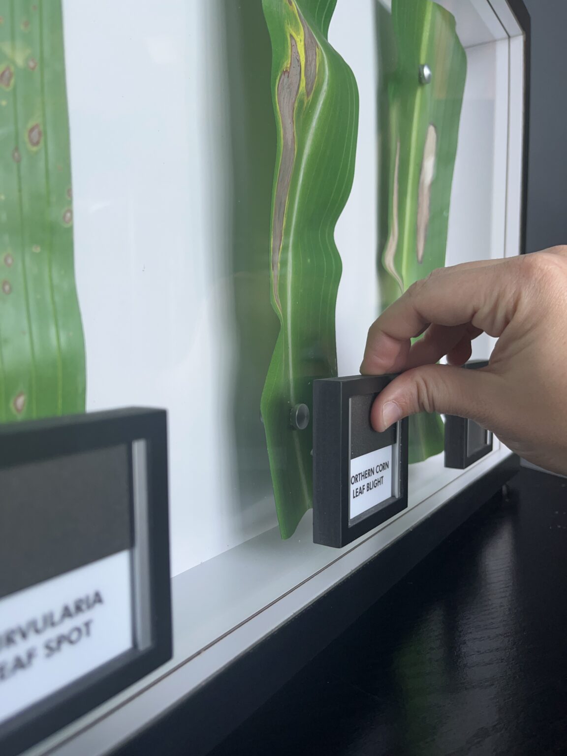 Corn Leaf Shadow Box - Exhibit Farm: The Leader in Agricultural ...