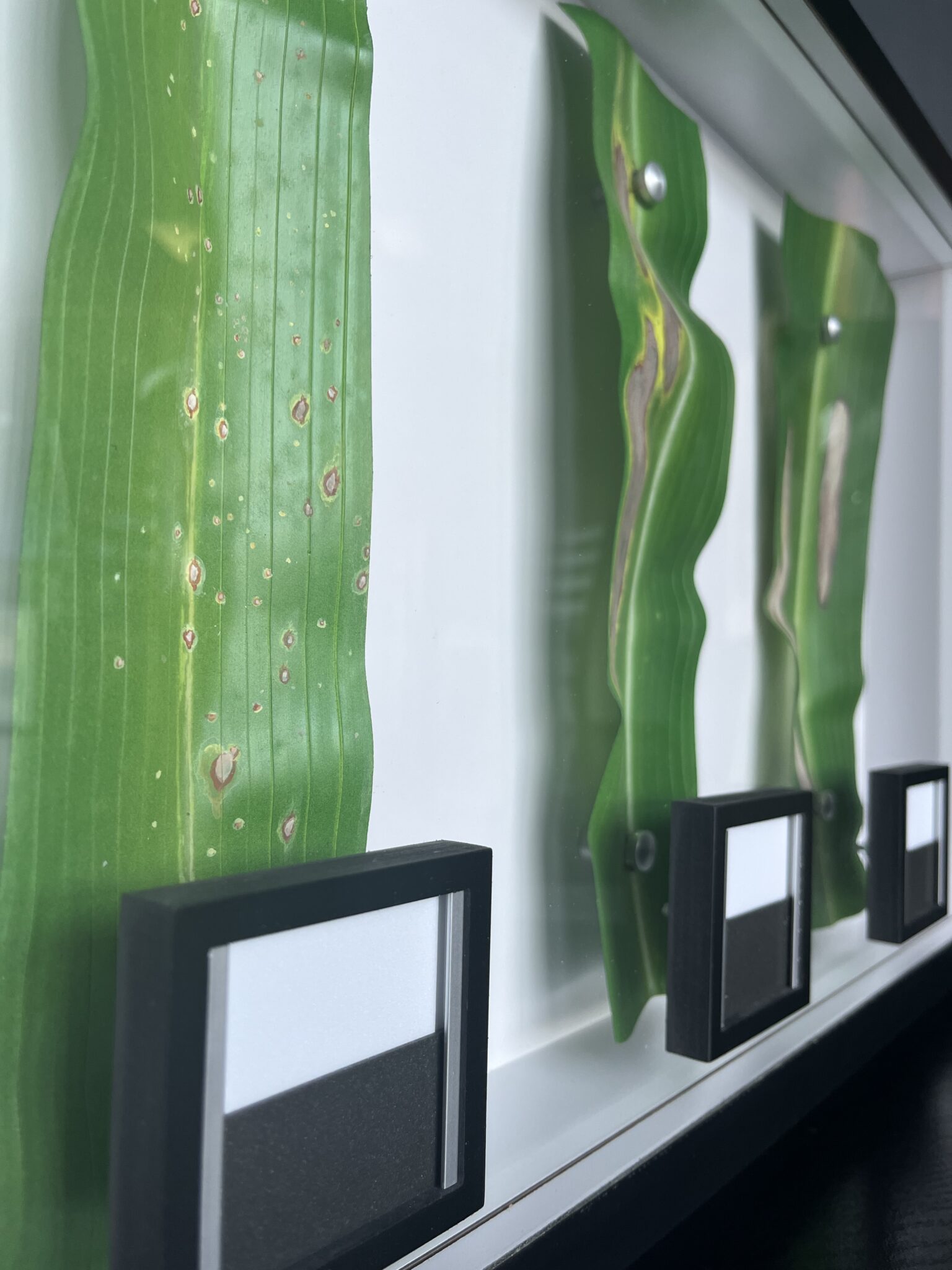 Corn Leaf Shadow Box - Exhibit Farm: The Leader in Agricultural ...