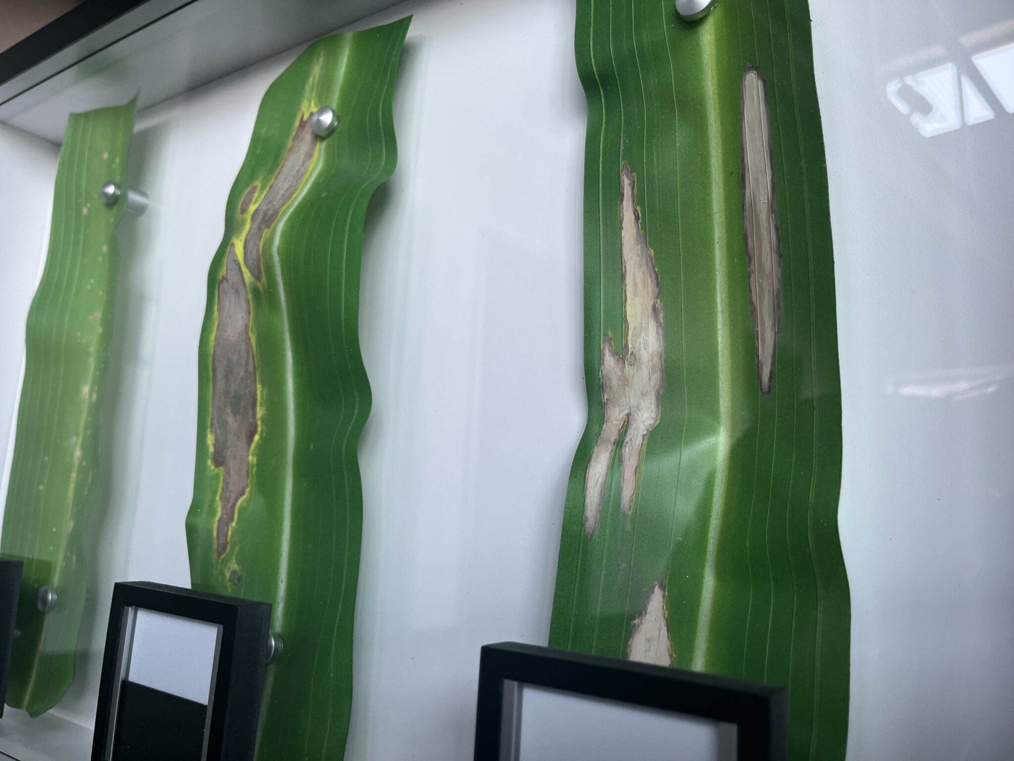 Corn Leaf Shadow Box - Exhibit Farm: The Leader in Agricultural ...