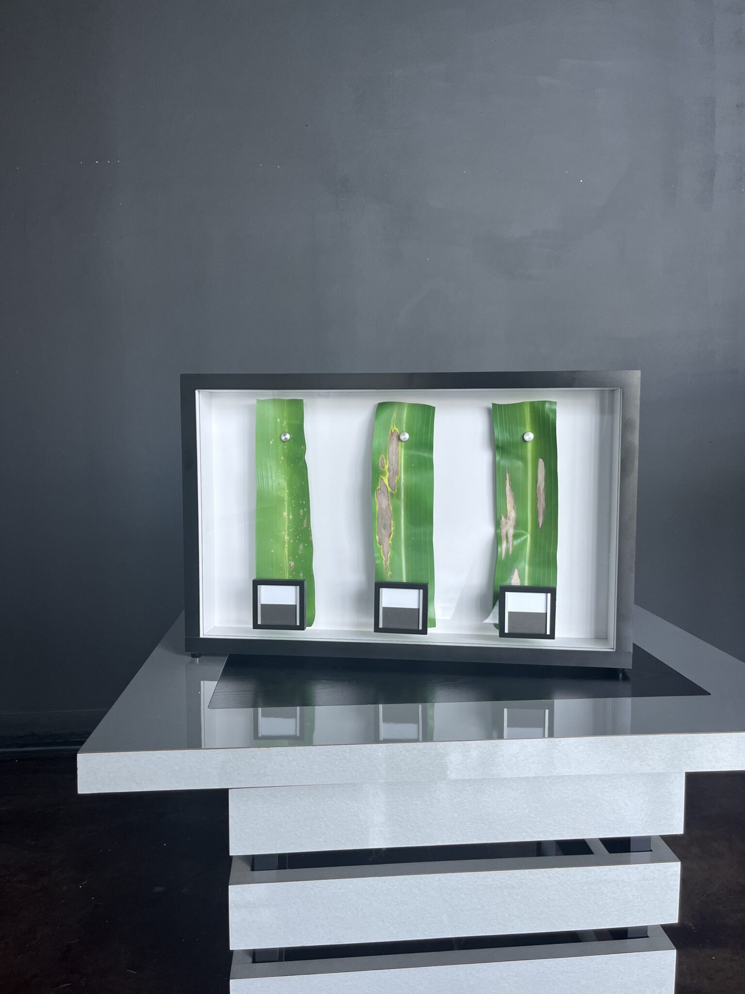 Corn Leaf Shadow Box - Exhibit Farm: The Leader in Agricultural ...