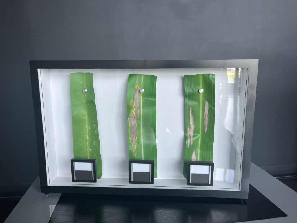 Corn Leaf Shadow Box - Exhibit Farm: The Leader in Agricultural ...
