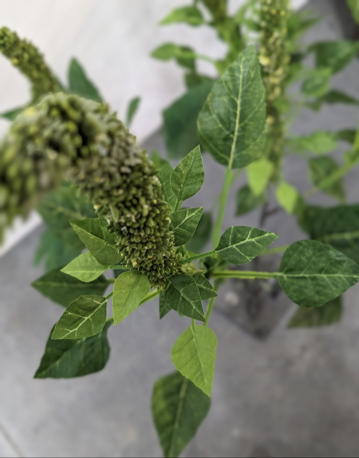 Male Palmer Amaranth - Exhibit Farm: The Leader in Agricultural ...