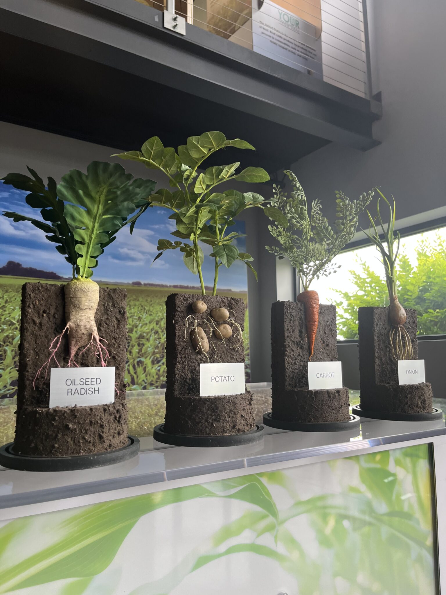 Dutchess County Fair: Unveiling The Root Wonders - Exhibit Farm: The ...