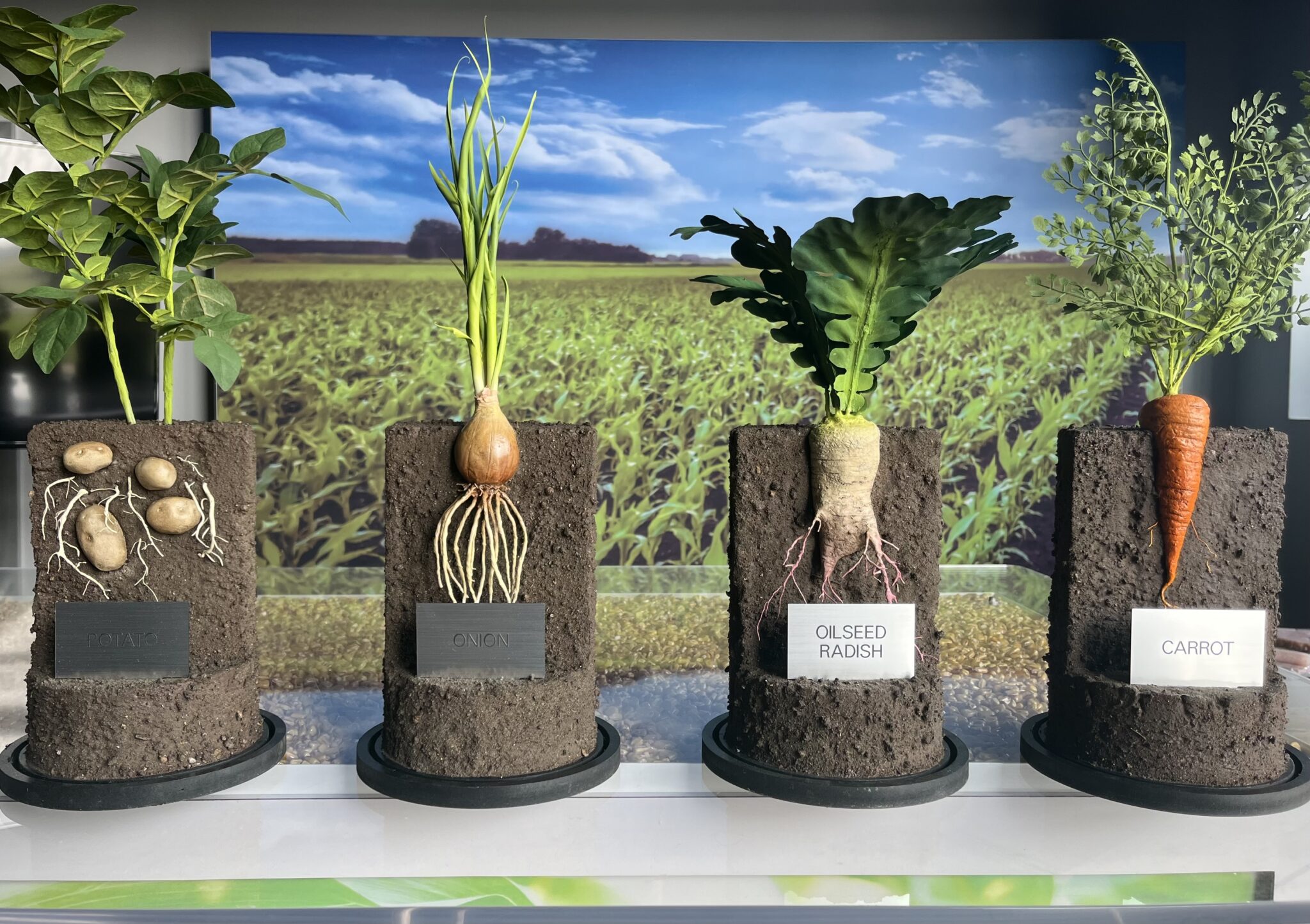 Dutchess County Fair: Unveiling The Root Wonders - Exhibit Farm: The ...