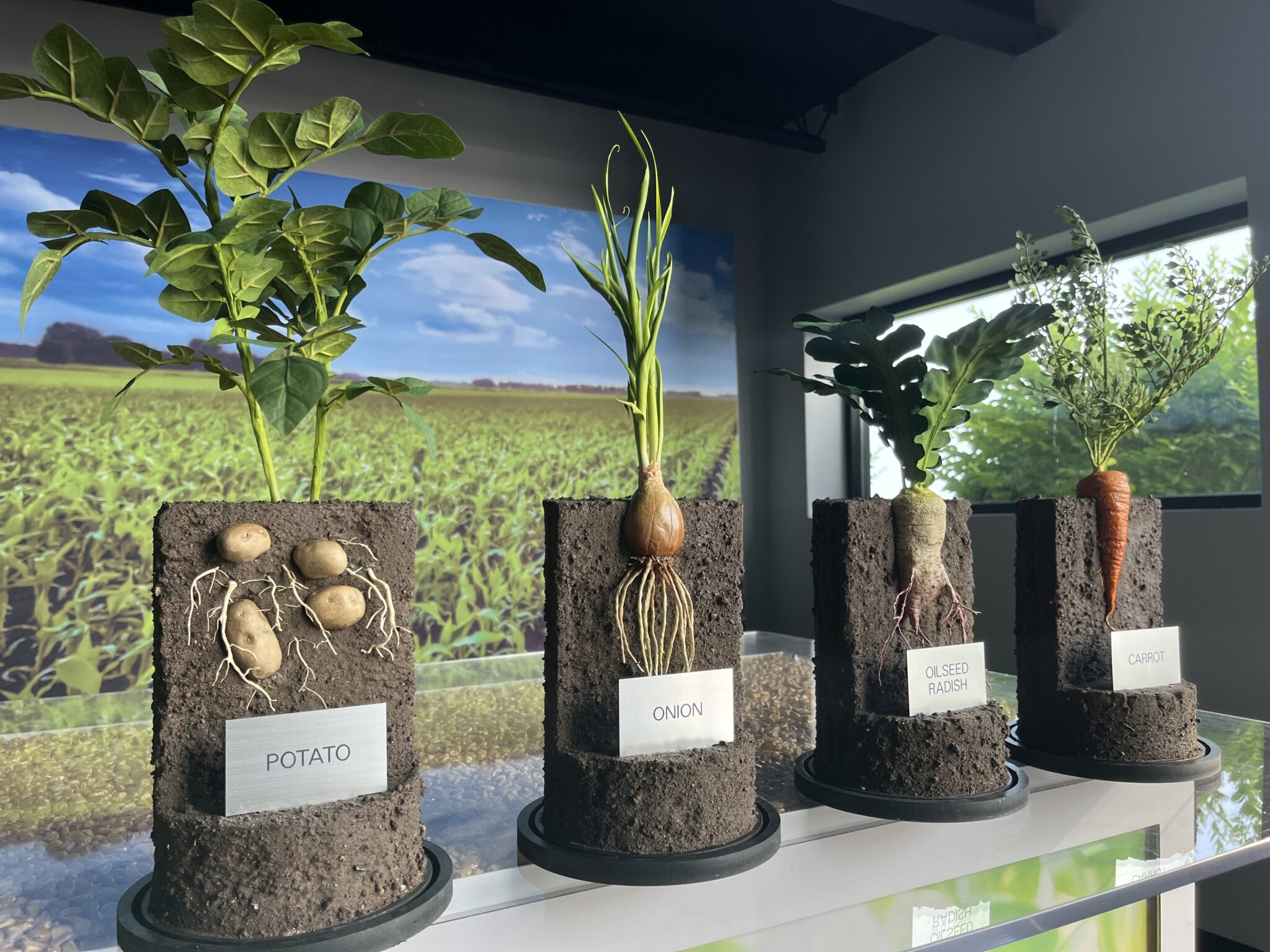 Dutchess County Fair: Unveiling The Root Wonders - Exhibit Farm: The ...