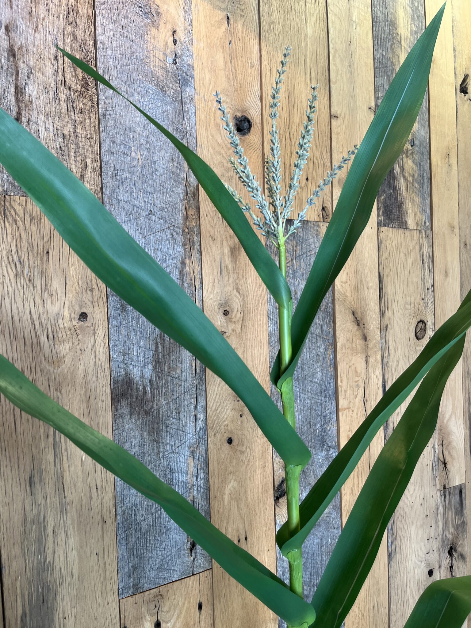 Artificial Healthy Corn Plant - Exhibit Farm: The Leader in ...