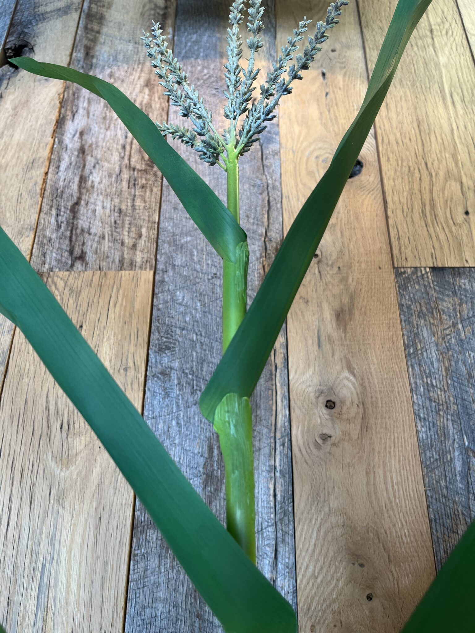 Artificial Healthy Corn Plant - Exhibit Farm: The Leader in ...