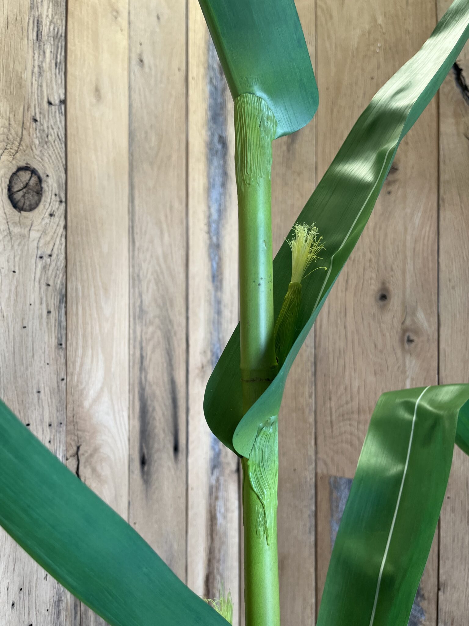 Artificial Healthy Corn Plant - Exhibit Farm: The Leader in ...