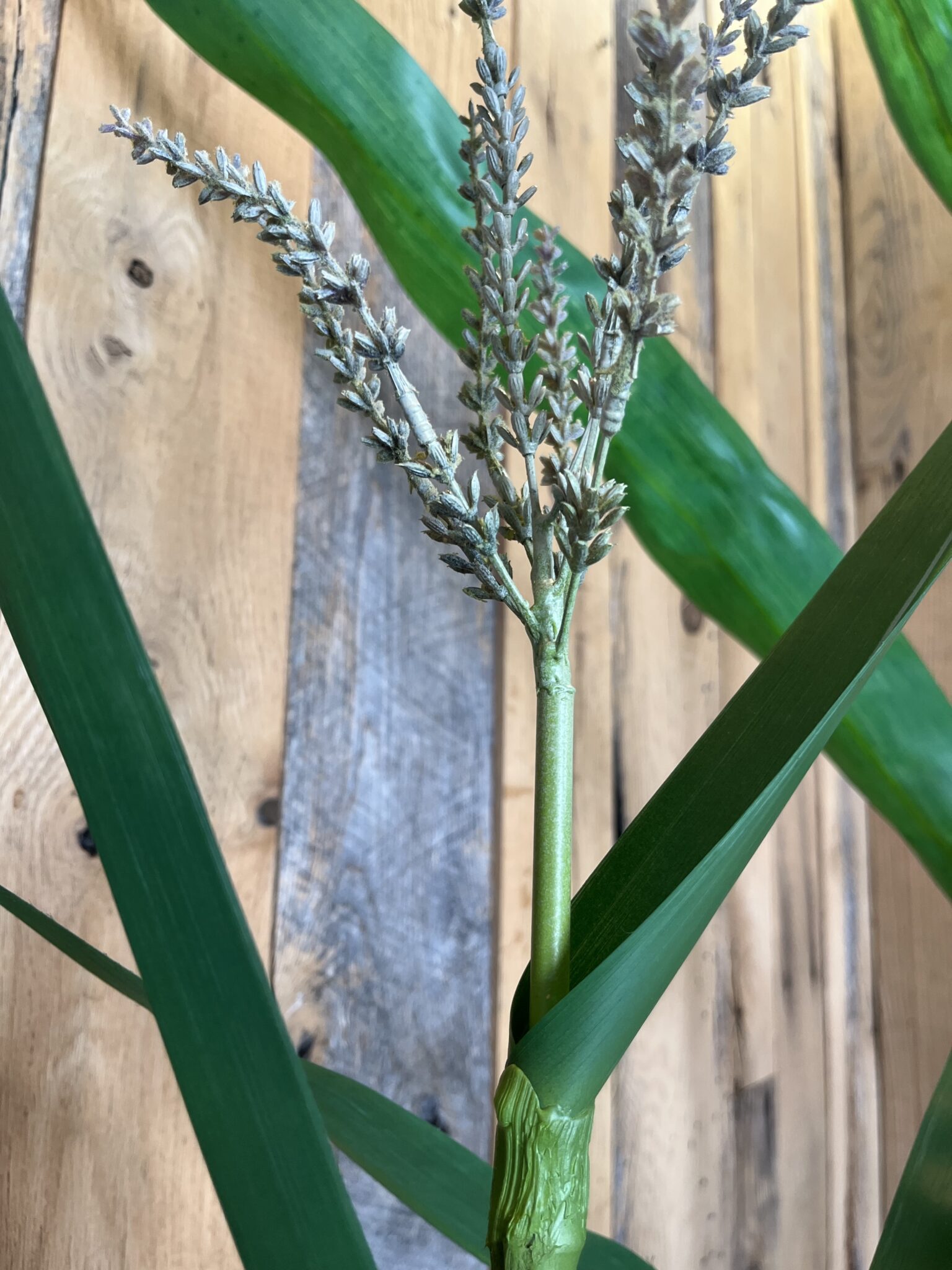 Artificial Healthy Corn Plant - Exhibit Farm: The Leader in ...