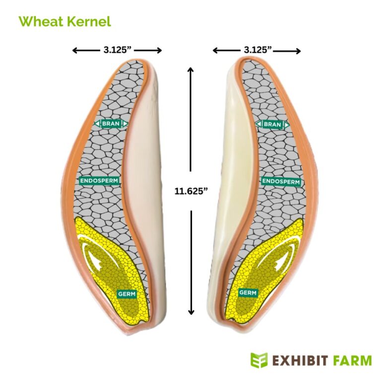 3D Wheat Kernel - Exhibit Farm: The Leader in Agricultural Exhibits and ...