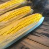 Realistic Corn Models: From Field to Classroom - Exhibit Farm: The ...