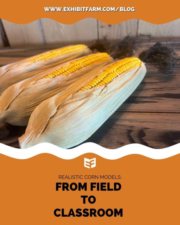 Realistic Corn Models: From Field to Classroom - Exhibit Farm: The ...
